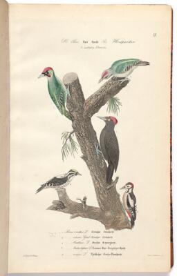 Niels Kjærbølling, Jonas Collin (ed.): Skandinaviens Fugle ...